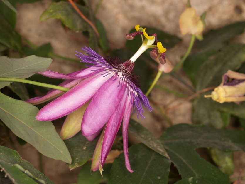 LA PASSIFLORA - María Casas Bióloga